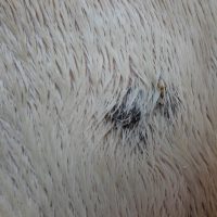 Produkte Archiv - TERRAHIPP® - Pferde-Pflege-Produkte aus dem Westerwald