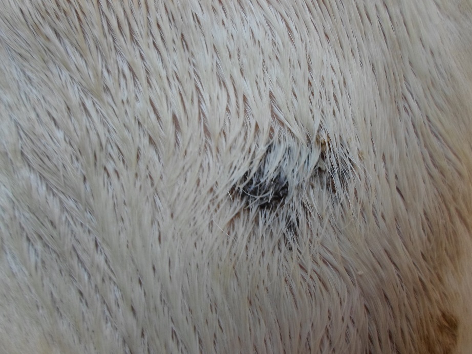 Milben/Grasmilben – Terrahipp